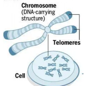 Biological Age Calculator - How Biomarkers Reveal Your Real Age